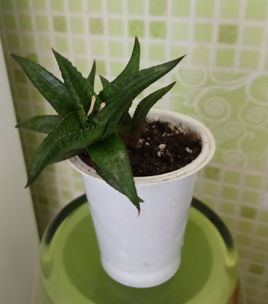 Растение — хавортия в дар (Москва). Дарудар