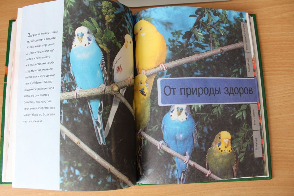 Книга о волнистых попугаях в дар (Братск). Дарудар