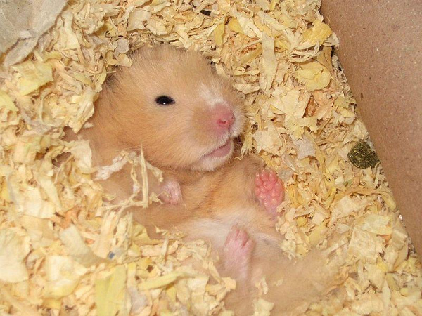 Опилки — наполнитель в клетку в дар (Харьков). Дарудар